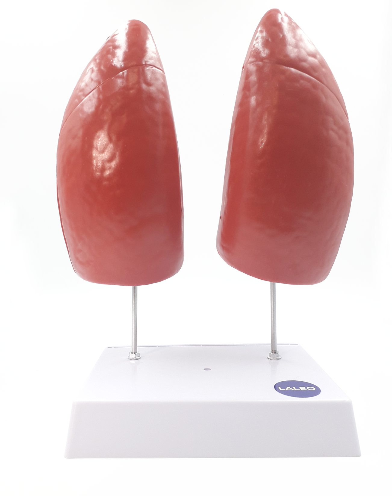 Pulmones en 4 partes tamaño real en LALEO