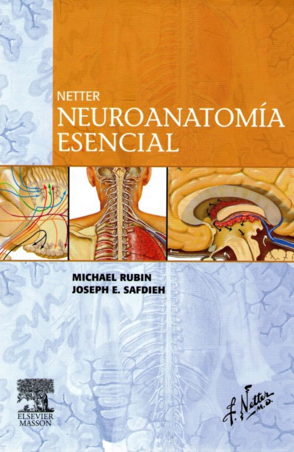 Netter. Neuroanatomía esencial en LALEO
