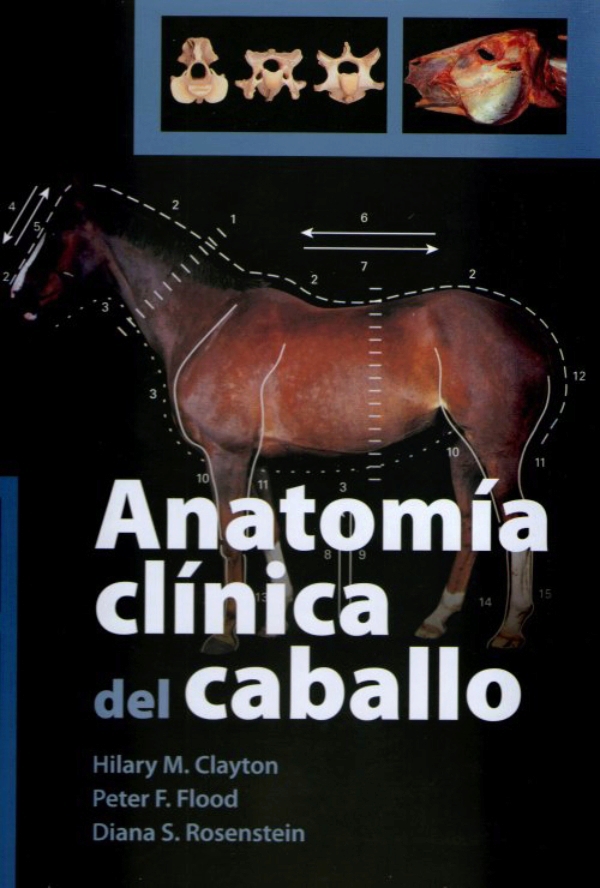 Anatomía De Los Caballos Partes Del Caballo: Anatomía Y Cuidado