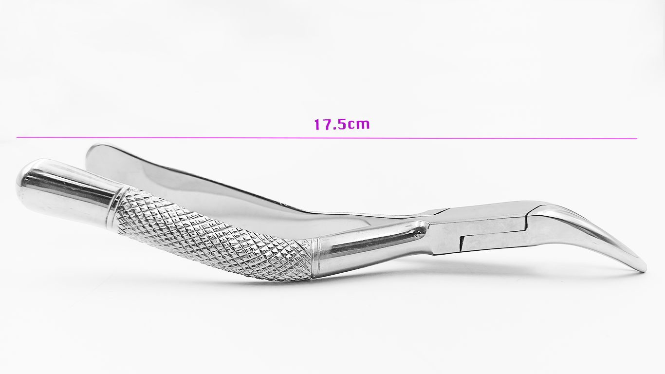 Forceps 151 de extracción para incisivos, premolares y raíces ...