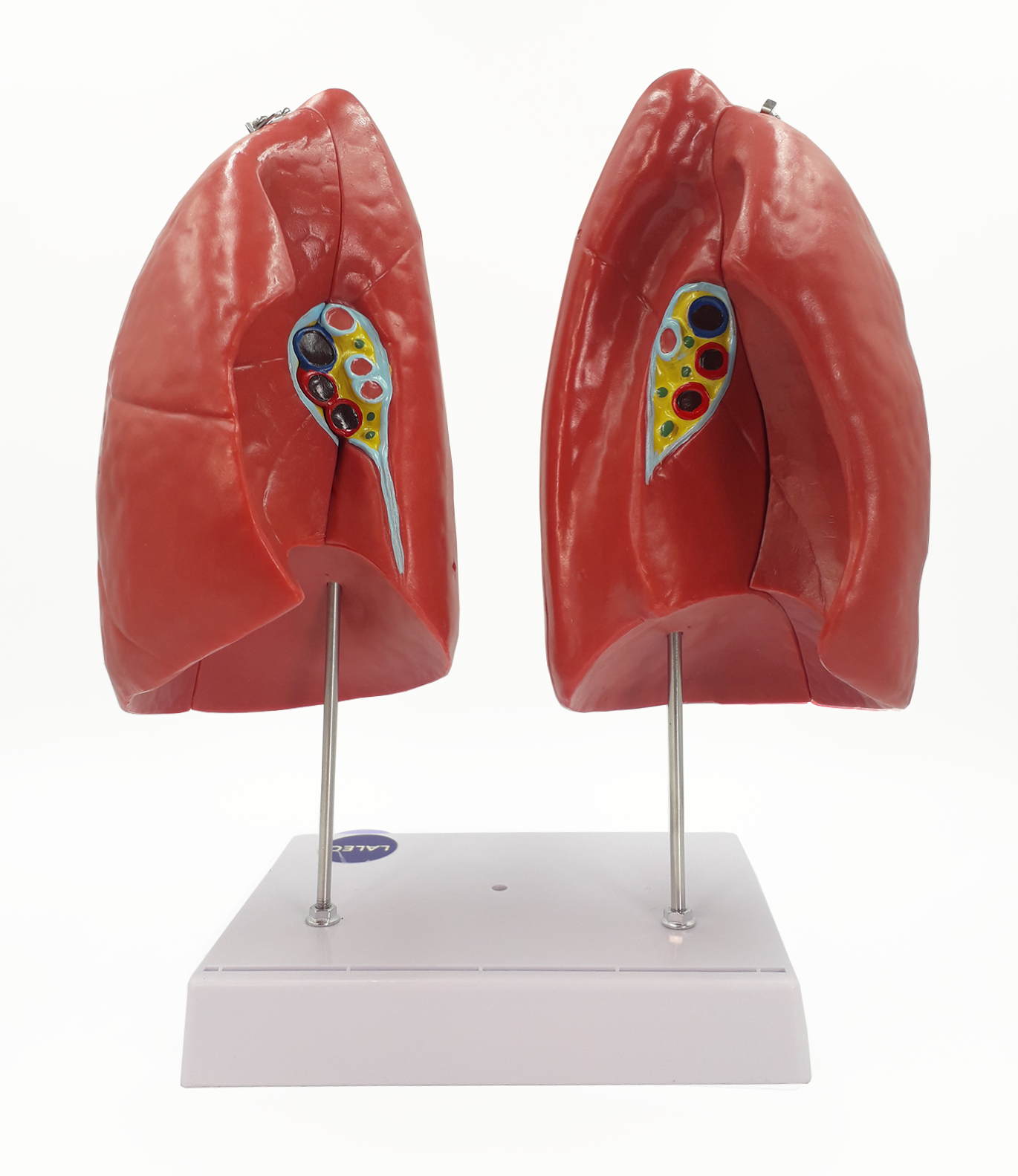 Pulmones en 4 partes tamaño real en LALEO