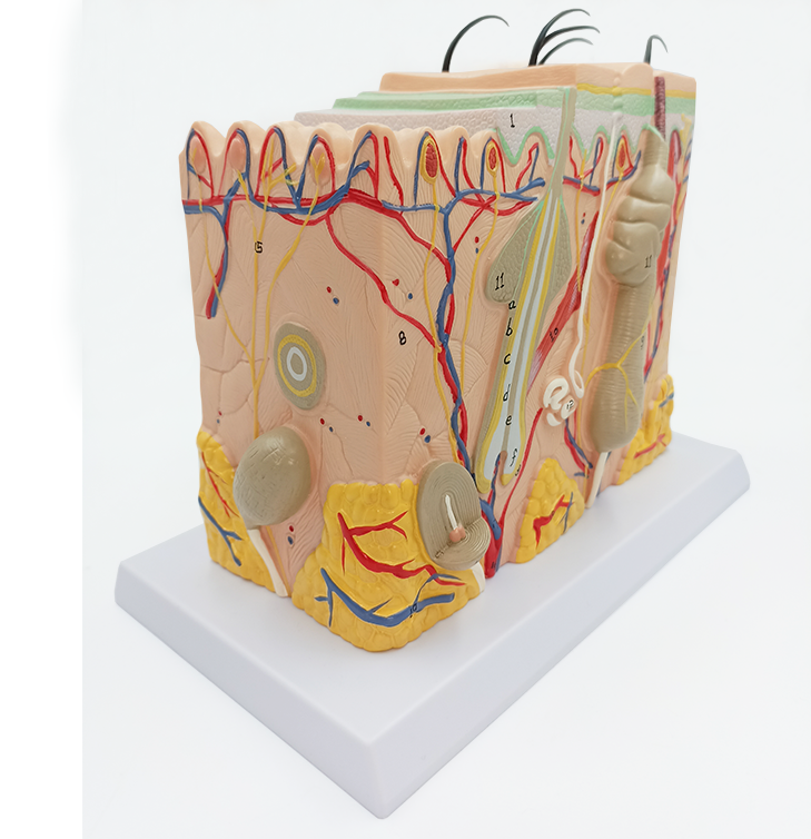 Modelo De Piel Humana 3D 50cm en LALEO