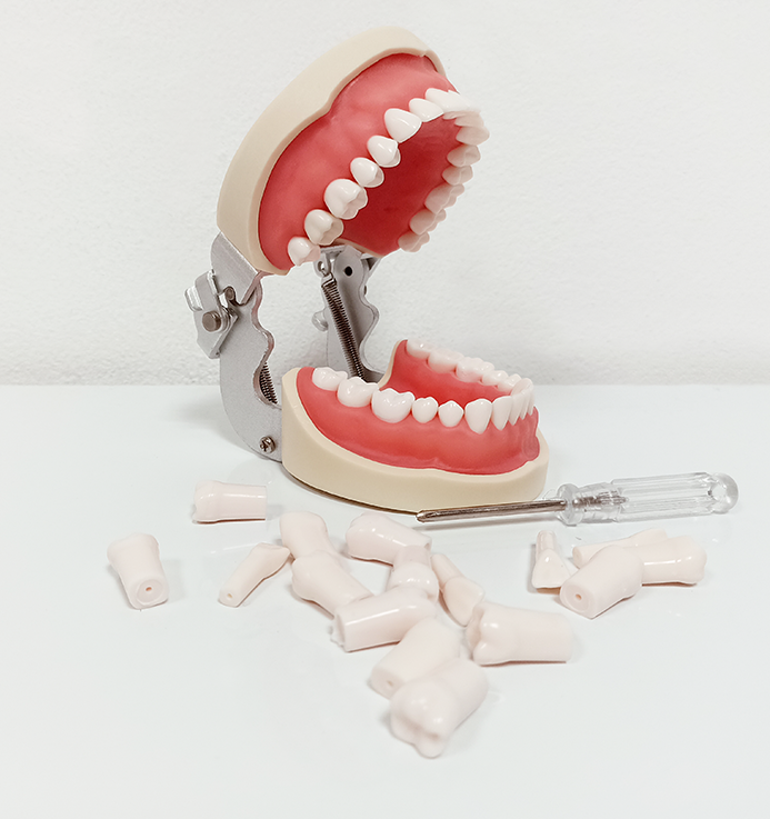 Tipodonto modelo De Dientes Para Estudiantes De Odontología en LALEO