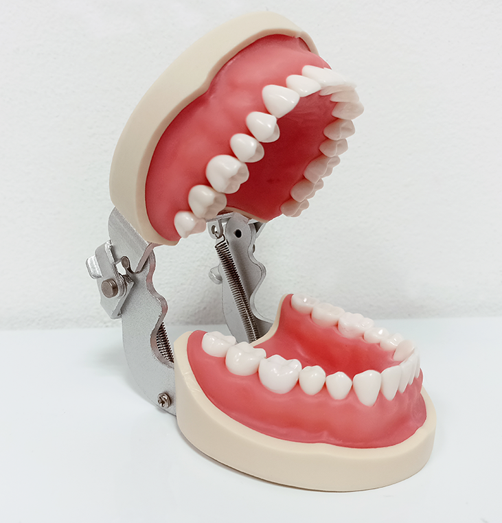 Tipodonto modelo De Dientes Para Estudiantes De Odontología en LALEO