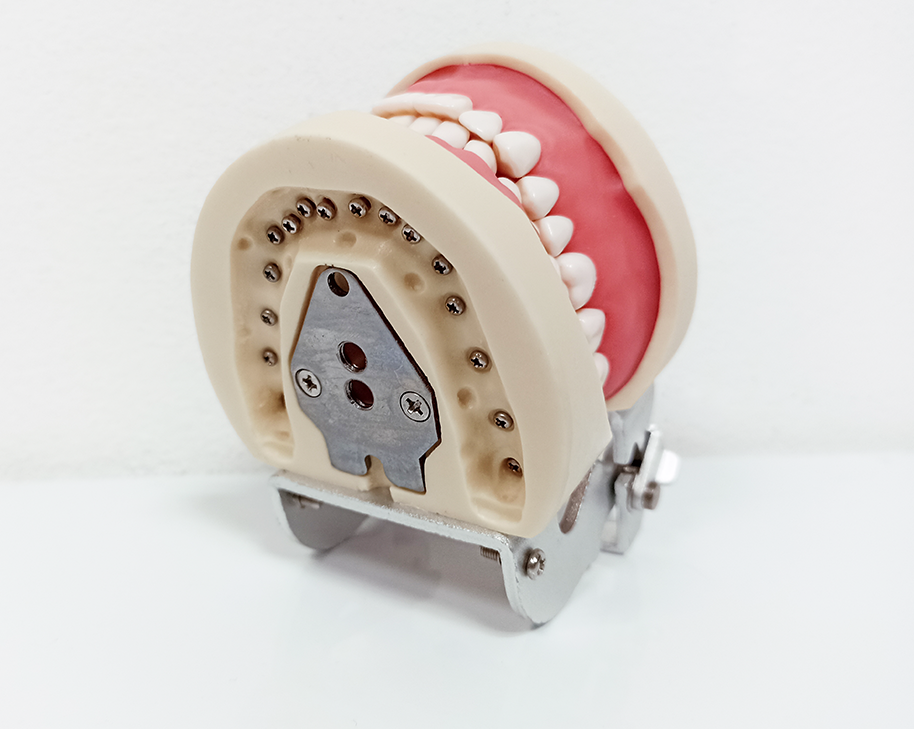 Tipodonto modelo De Dientes Para Estudiantes De Odontología en LALEO